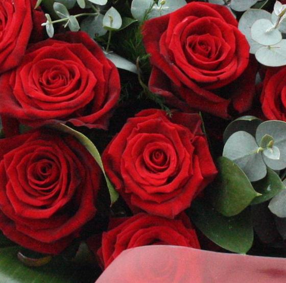 Two Dozen Red Roses Julie's Flowers Gosforth Florist